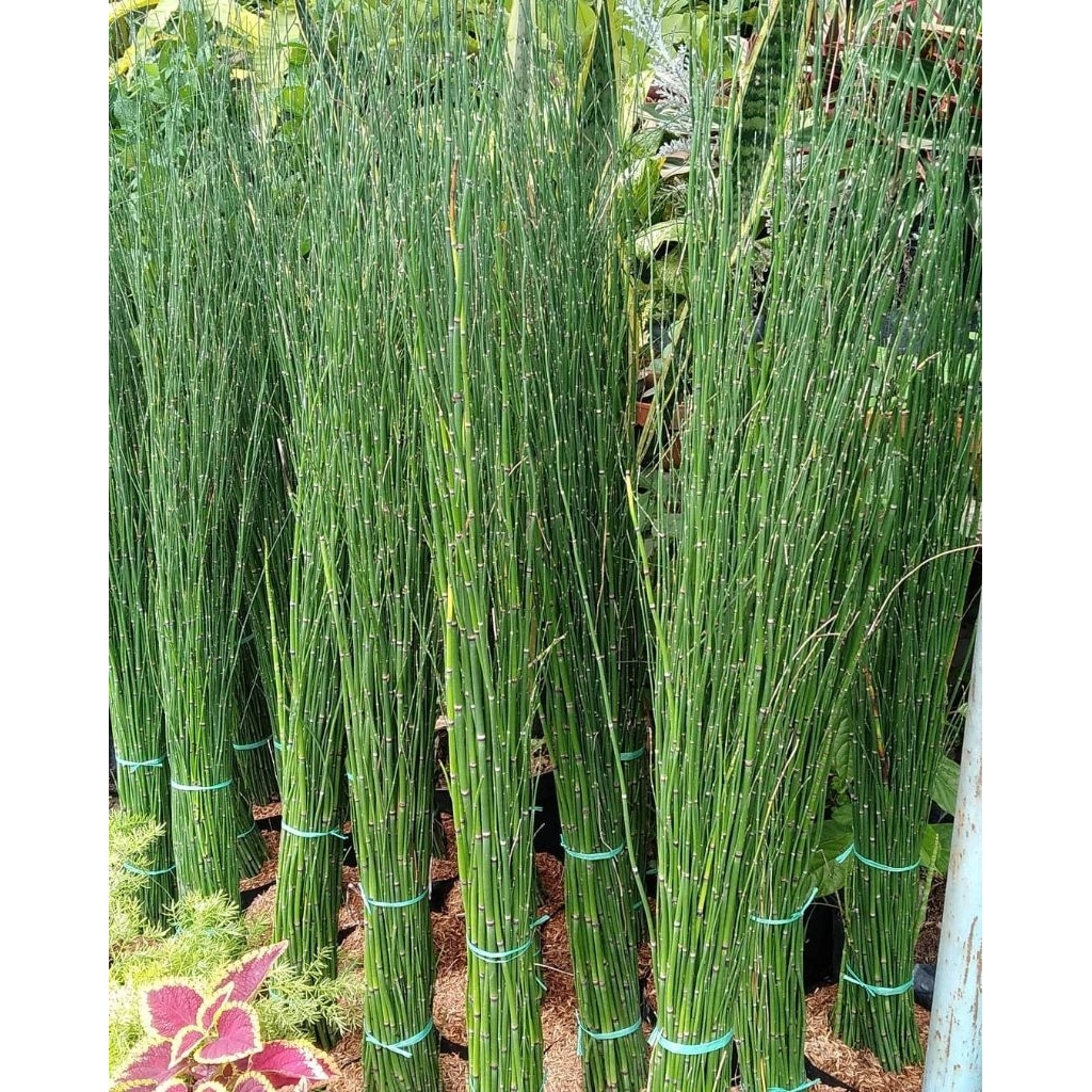 Jual Tanaman hias bambu air - tanaman bambu air - tanaman yg bisa hidup ...