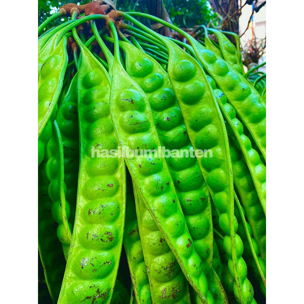 Jual PETE/PETAI PADI PER 1 PAPAN LONJOR TUA SUPER PILIHAN KUALITAS ...