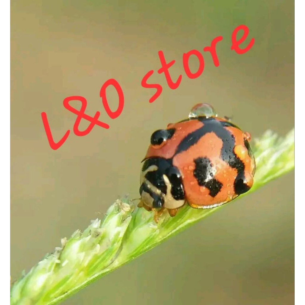 Jual ladybug grade A asli_predator hama kutudaun | Shopee Indonesia