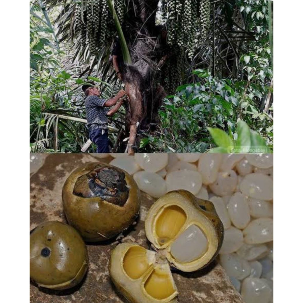 Jual BUAH KOLANG KALING 1 Kg,. #CANGKALENG buah atap, buah aren, dan ...