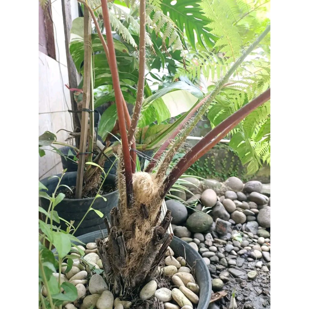Jual Pakis monyet,pakis haji,pakis hutan tanaman hias | Shopee Indonesia