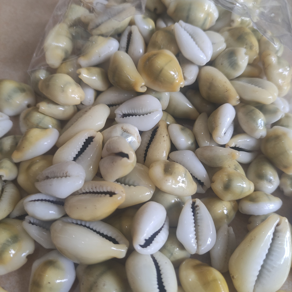 Jual kewuk abu 50 gram kuwuk abu biji congkak kerang congkak | Shopee ...