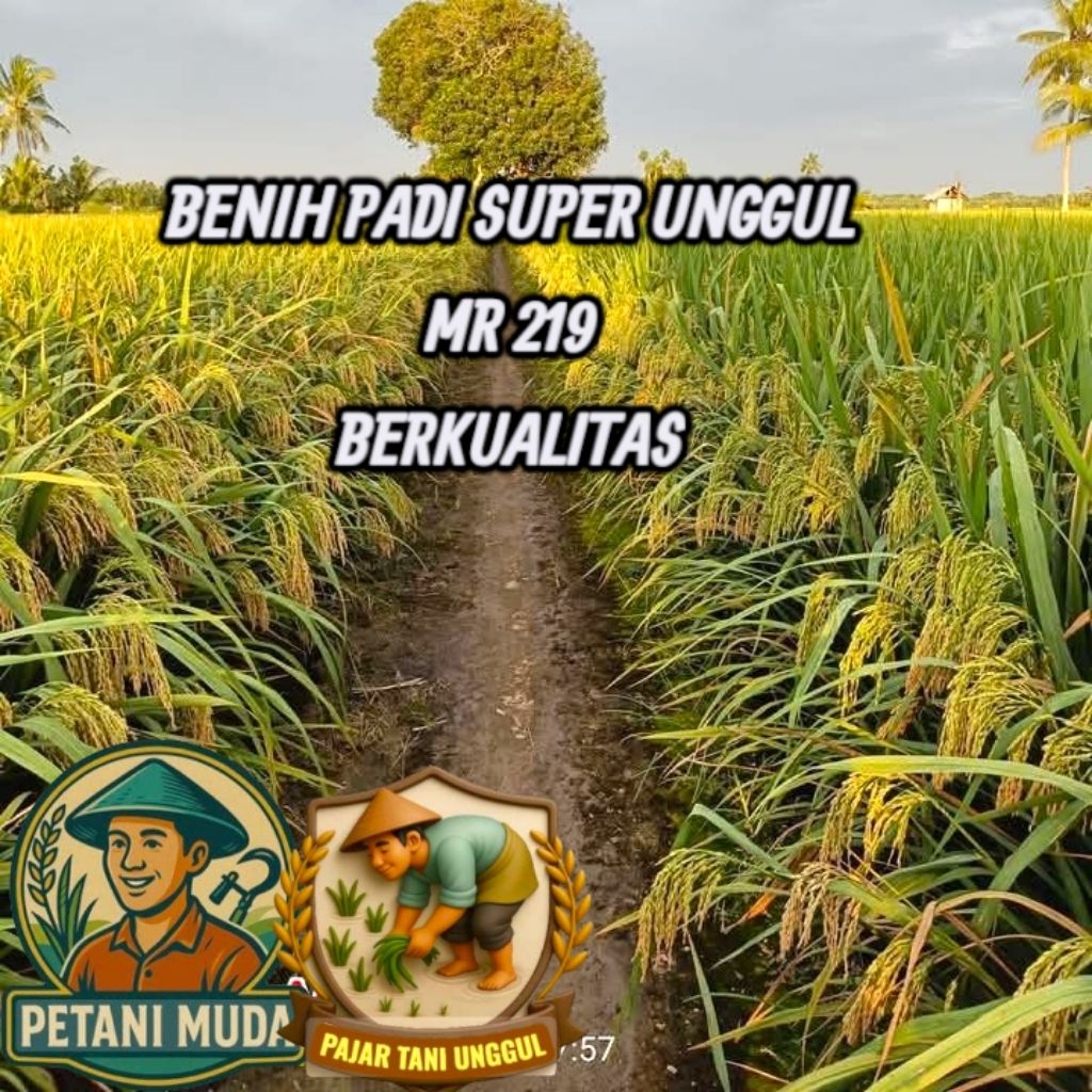 Jual Benih padi Super unggul Mr 219 berkualitas potensi hasil melimpah ...