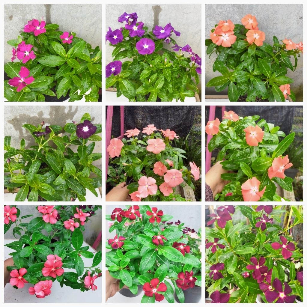 Jual bunga vinca 50 ribu dapat 5 polibeg | Shopee Indonesia