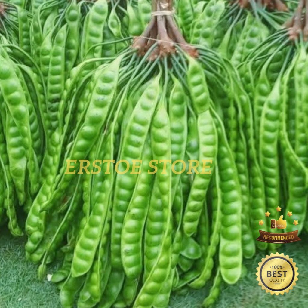 Jual PETAI / PETE TUA SUPER FRESH 1 PAPAN ATAU LONJOR | Shopee Indonesia