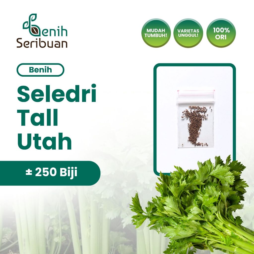 Jual Benih Seribuan - 250 Benih Sayuran Seledri Batang Besar Tall Utah ...