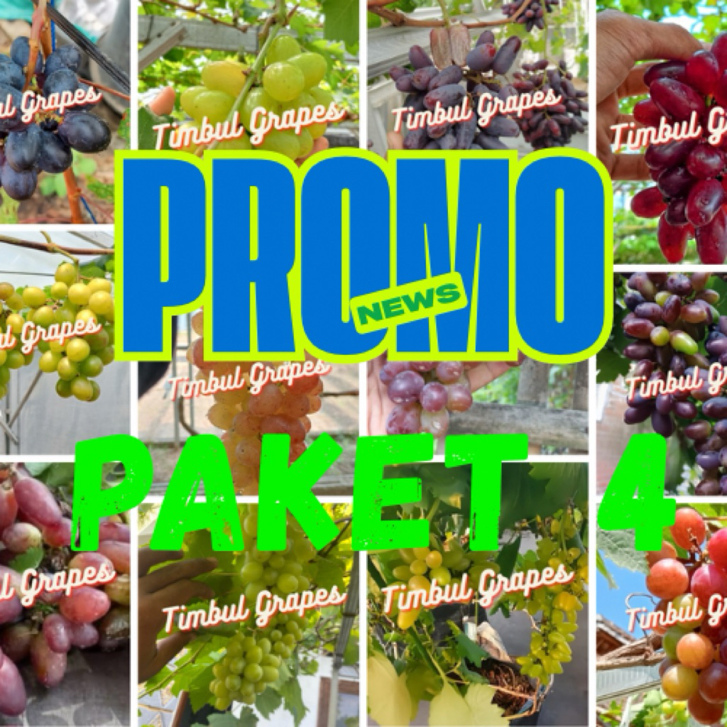 Jual PROMO 6 BIBIT ANGGUR IMPORT ( JENIS PILIH SENDIRI DI ETALASE TOKO ...