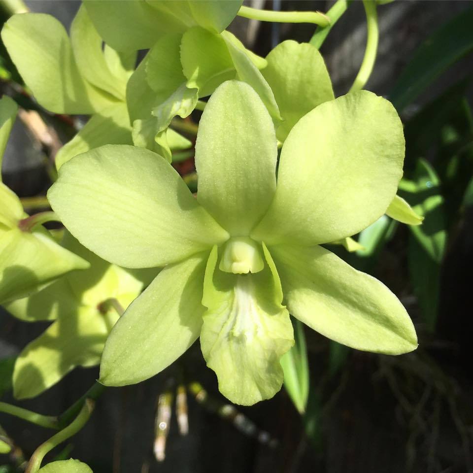 Jual ANGGREK ASTUTI [AGK] | Dendrobium Areedang Green - Medium/Jumbo Plant | Kelopak Medium ...