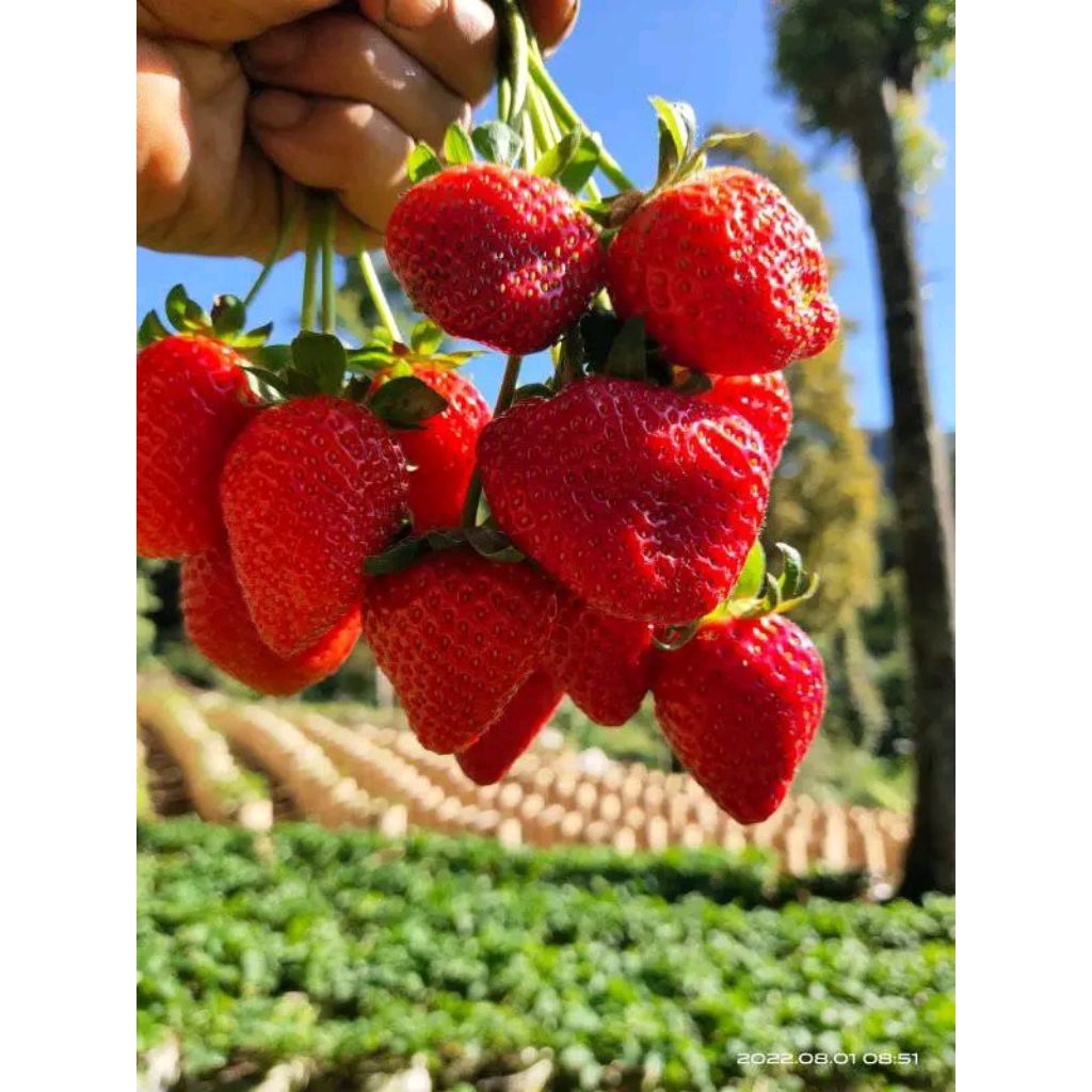 Jual 10 tanaman strawberry jenis the love | Shopee Indonesia