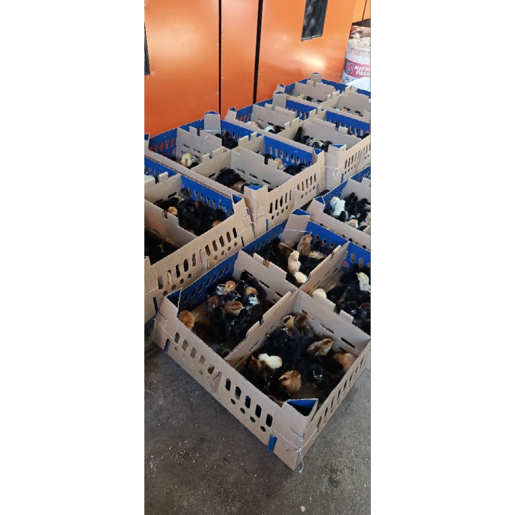 Jual DOC Ayam Kampung Unggul Pedaging Khalbi (10 ekor) | Shopee Indonesia