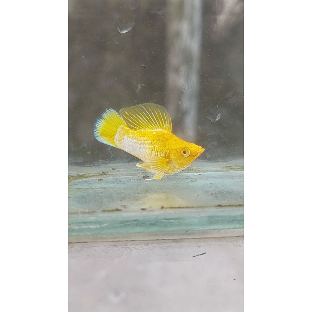 Jual Molly Lemon Head Rontel (Nama Latin: Poecilia sphenops) | Shopee ...
