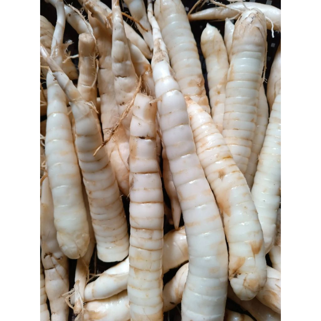 Jual Umbi Garut Segar 1 Kg – Siap Olah & Kaya Manfaat cocok untuk ...