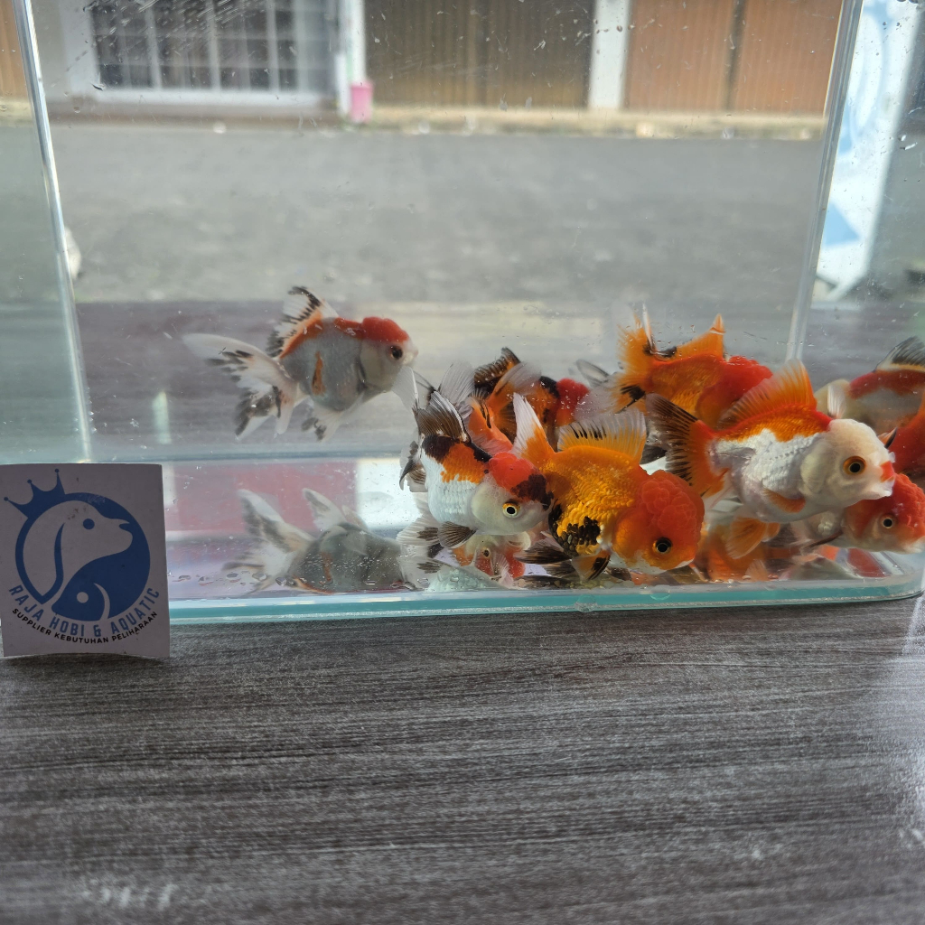Jual IKAN MAS KOKI RANCHU RANCU RYUKIN ORANDA JUMBO AQUASCAPE AKUARIUM ...