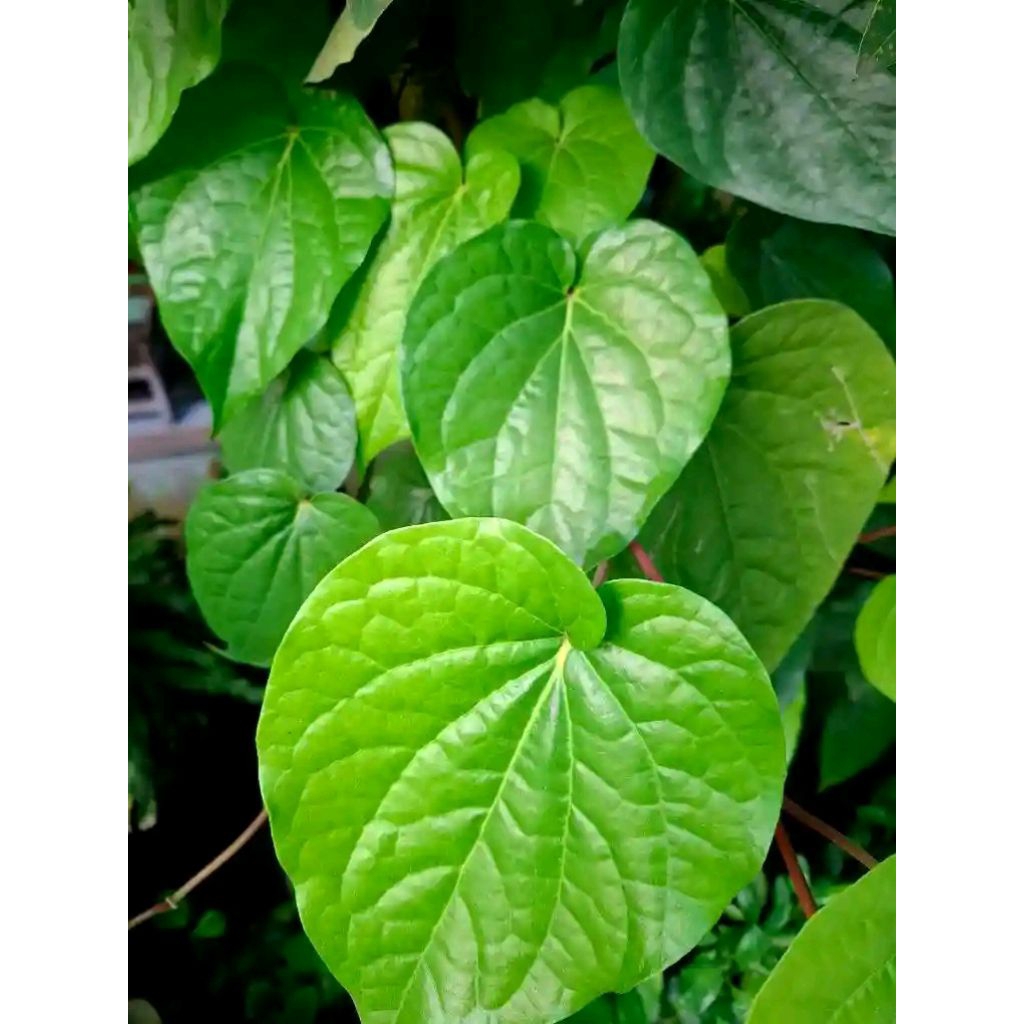 Jual Daun sirih segar obat herbal 100 pcs | Shopee Indonesia