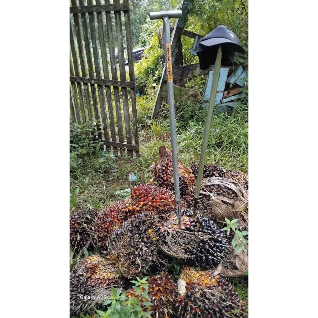 Jual tajak sawit /Tojok Baja super | Shopee Indonesia