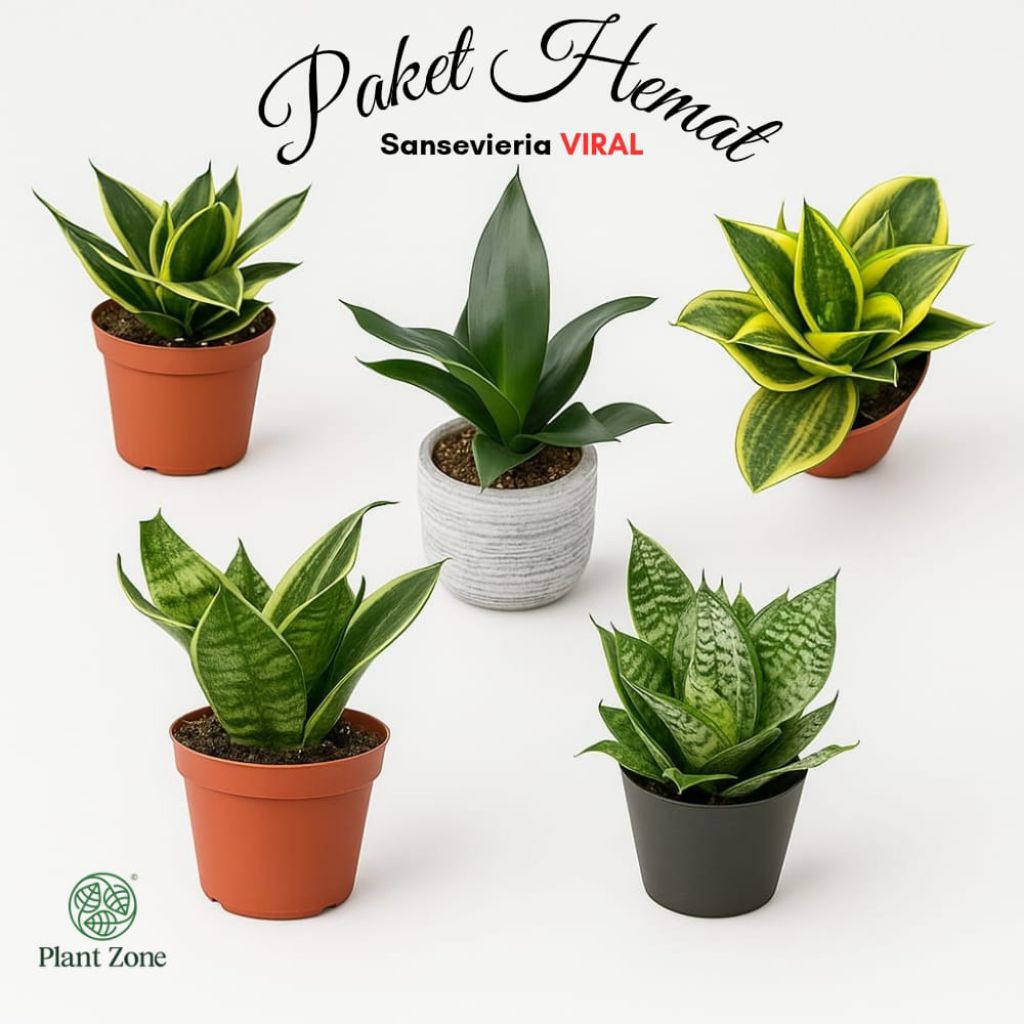 Jual Tumbas Tani Plant Zone - Paket 4 & 5 Sansevieria / Sansivera Mini ...