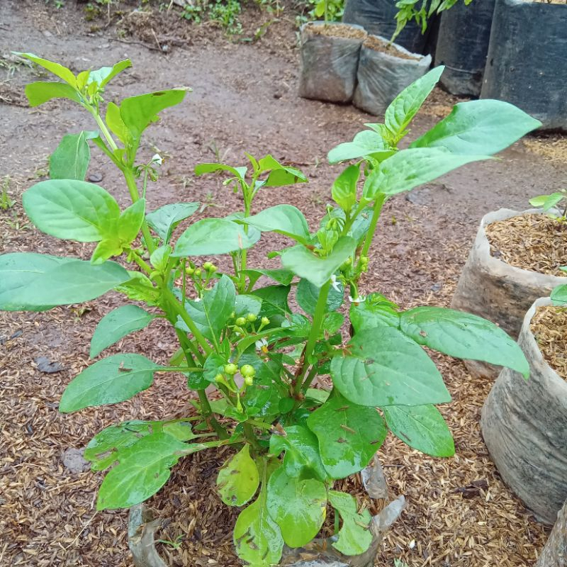Jual Benih sayur leunca / Bibit pohon leunca / Tanaman lunca / Bibit ...