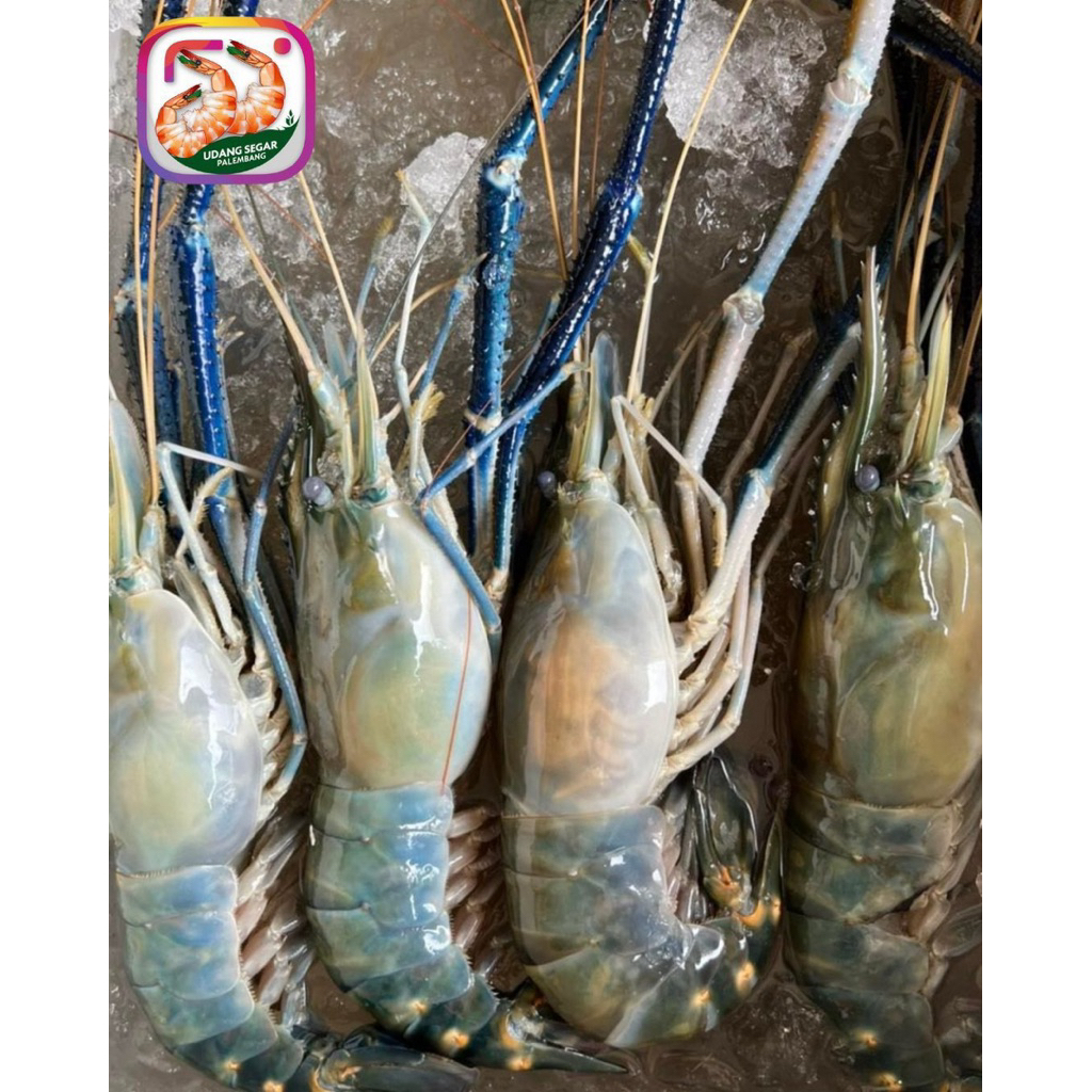 Jual Udang Galah jumbo sz 5-10 per kg | Shopee Indonesia