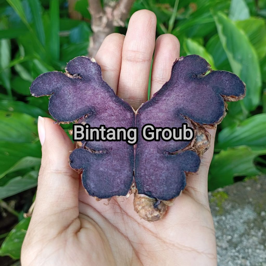 Jual kunyit hitam | Shopee Indonesia