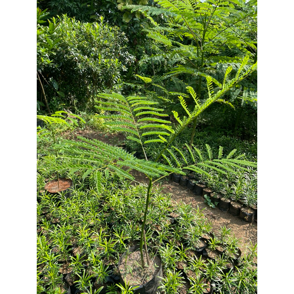 Jual Pohon Pakis Brazil (Solobium) Tinggi 1 Meter Kualitas Terbaik ...