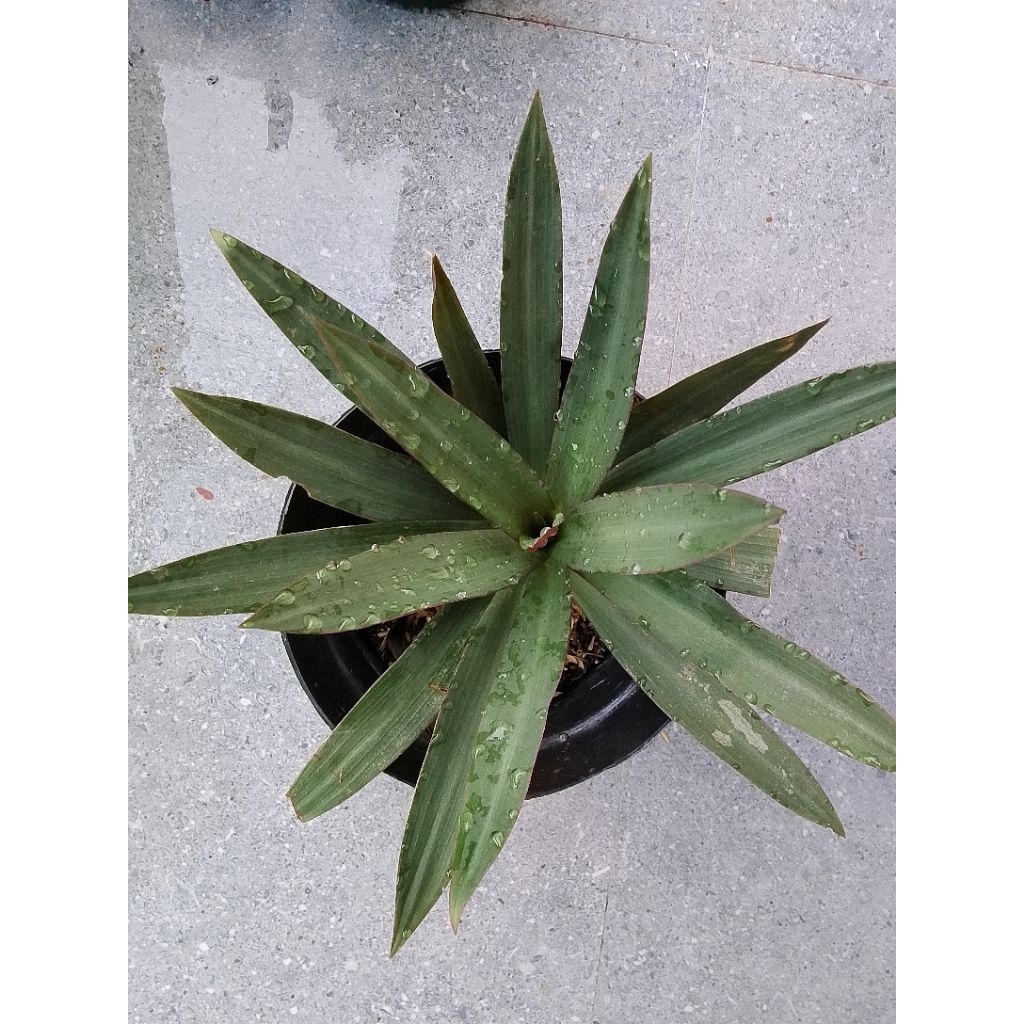 Jual Tanaman hias Adam Hawa, Adam Hawa hijau ungu, Rhoeo Discolor ...