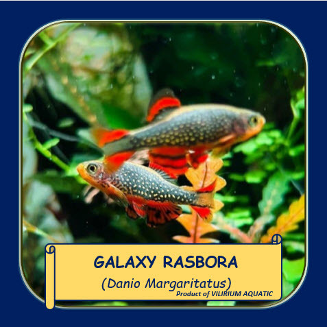 Jual IKAN HIAS AIR TAWAR - RASBORA GALAXY / GALAXY RASBORA / DANIO ...