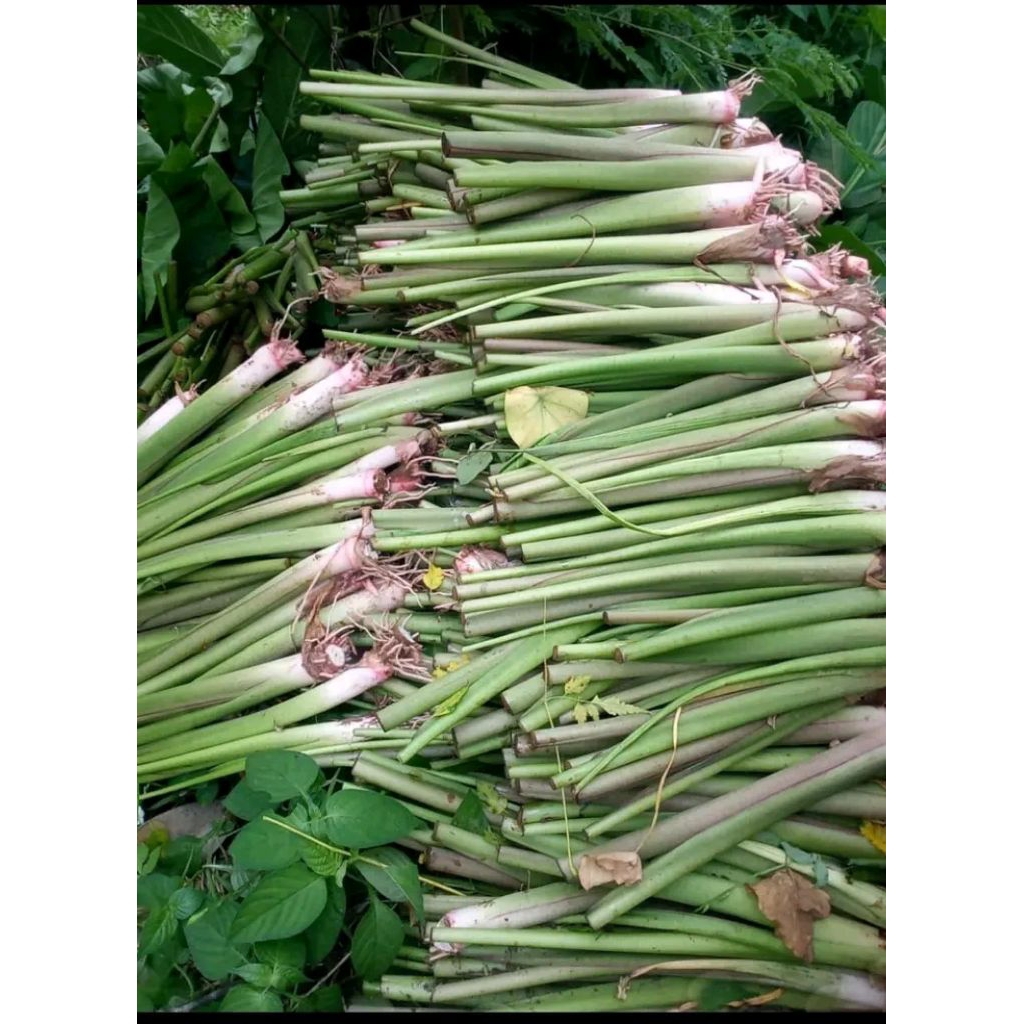 Jual Bibit Talas Bogor Asli / Talas Pratama P1 P2 Bibit Talas Ketan ...