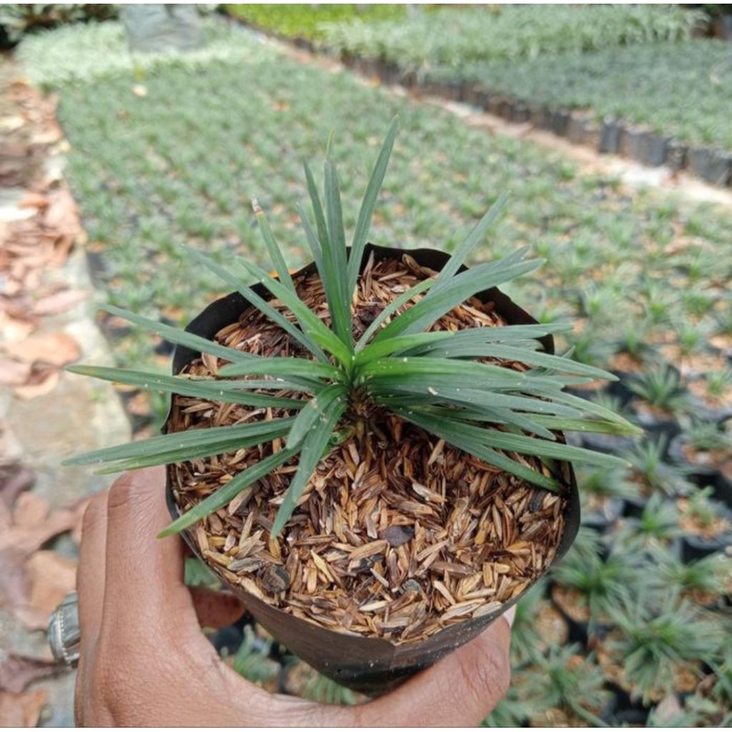 Jual PAKET 10 TANAMAN HIAS KUCAI MINI / RUMPUT HIJAU | Shopee Indonesia