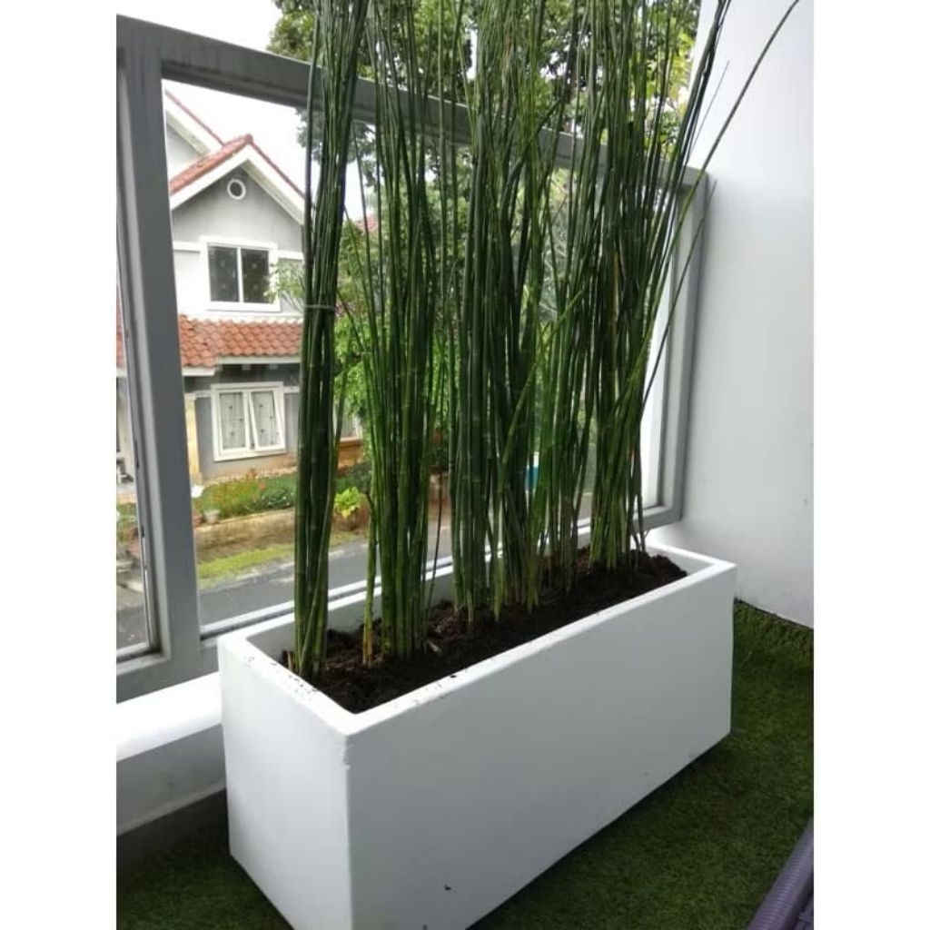 Jual POT PERSEGI PANJANG MINIMALIS SEMEN ATAU BETON PUTIH HALUS MEWAH ...