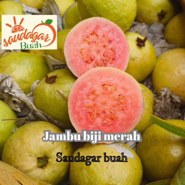 Jual BUAH JAMBU MERAH GUAVA FRESH 1KG | Shopee Indonesia