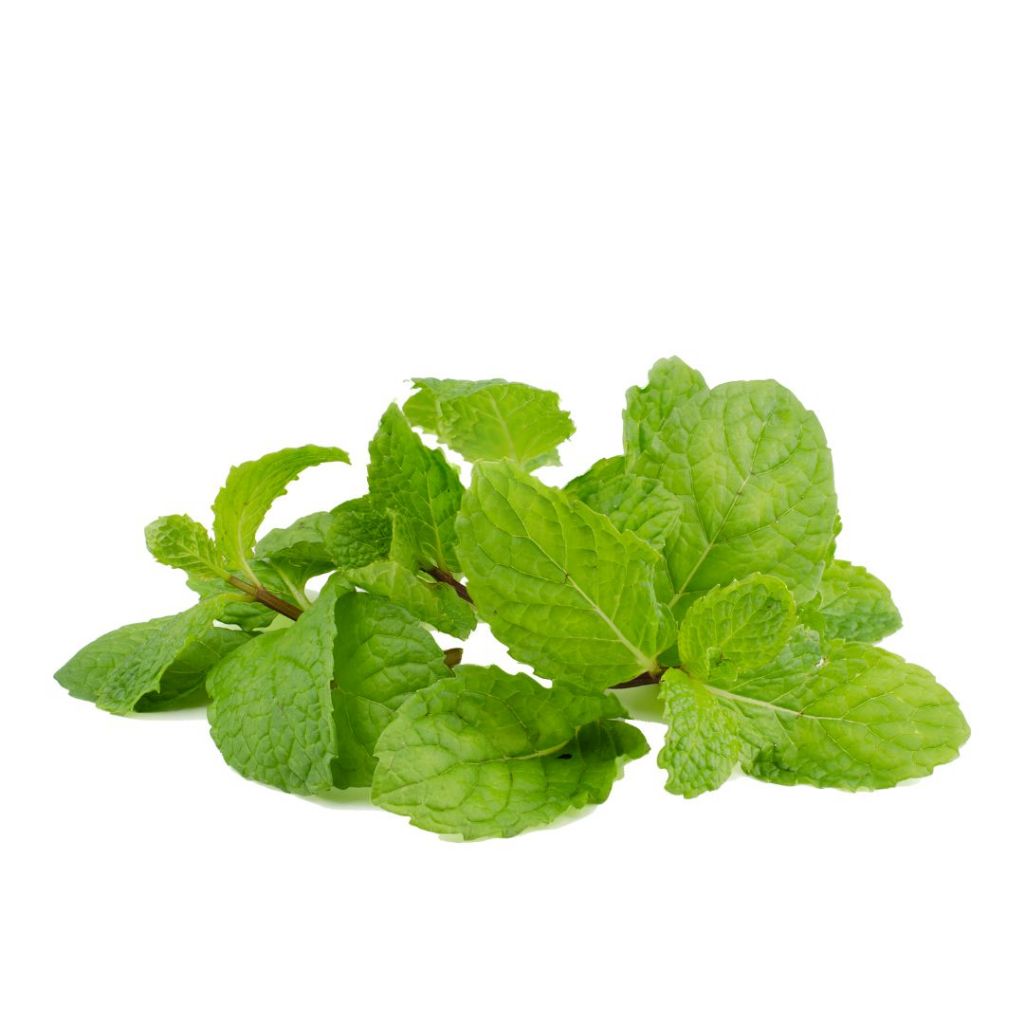 Jual Daun Mint Segar Fresh Mint Leaves Peppermint | Shopee Indonesia