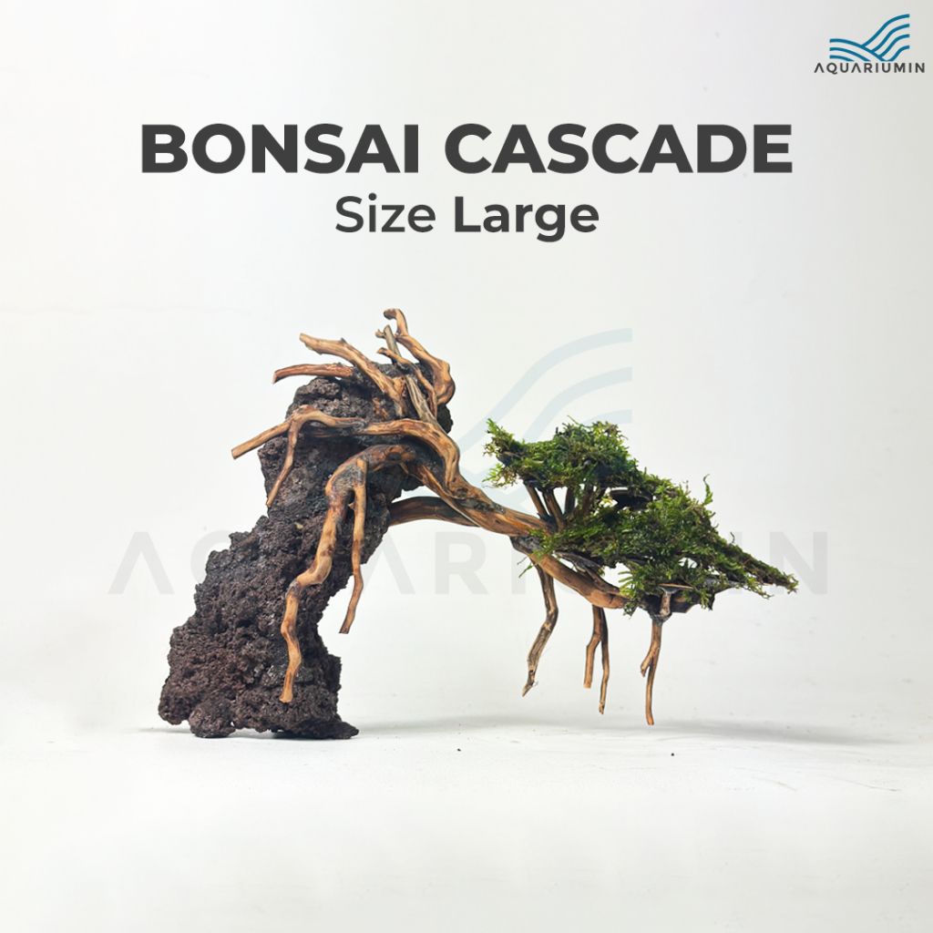 Jual Bonsai Cascade Large / Besar Doyong Untuk Dekorasi Hiasan Aquarium ...