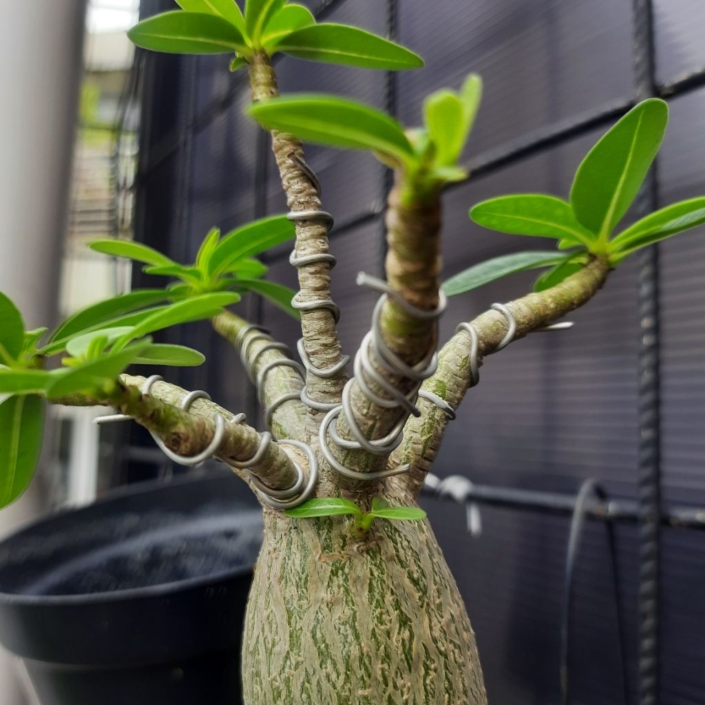 Jual Bonsai Mini Adenium Arabicum Siap Pajang | Shopee Indonesia