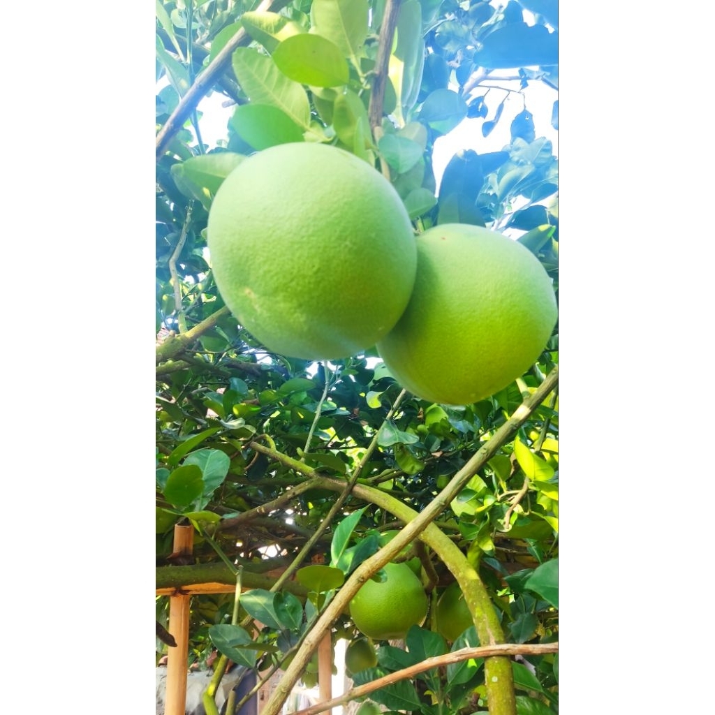 Jual jeruk pamelo muria manis gak ada biji berat 1-1,5 | Shopee Indonesia