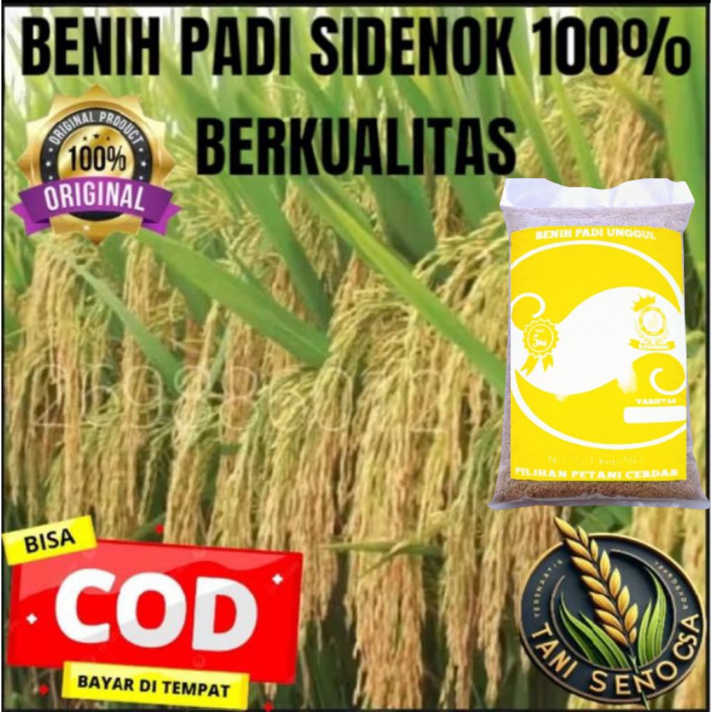 Jual BENIH BIBIT PADI SIDENOK SUPER UNGGUL 100% ORIGINAL PADI UNGGUL ...