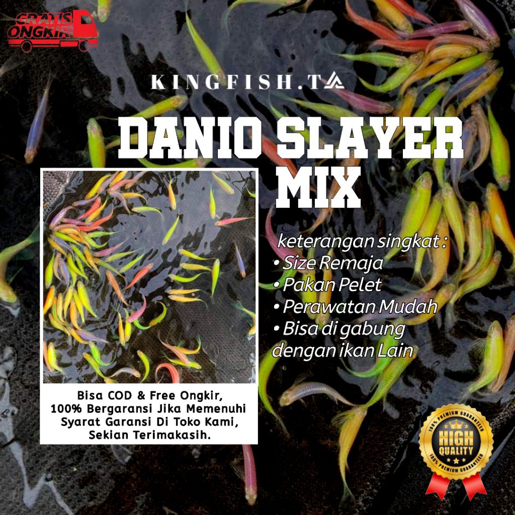 Jual HIASAN AQUARIUM DANIO SLAYER MIX WARAN-WARNI ISI 10 - 20 PCS ...