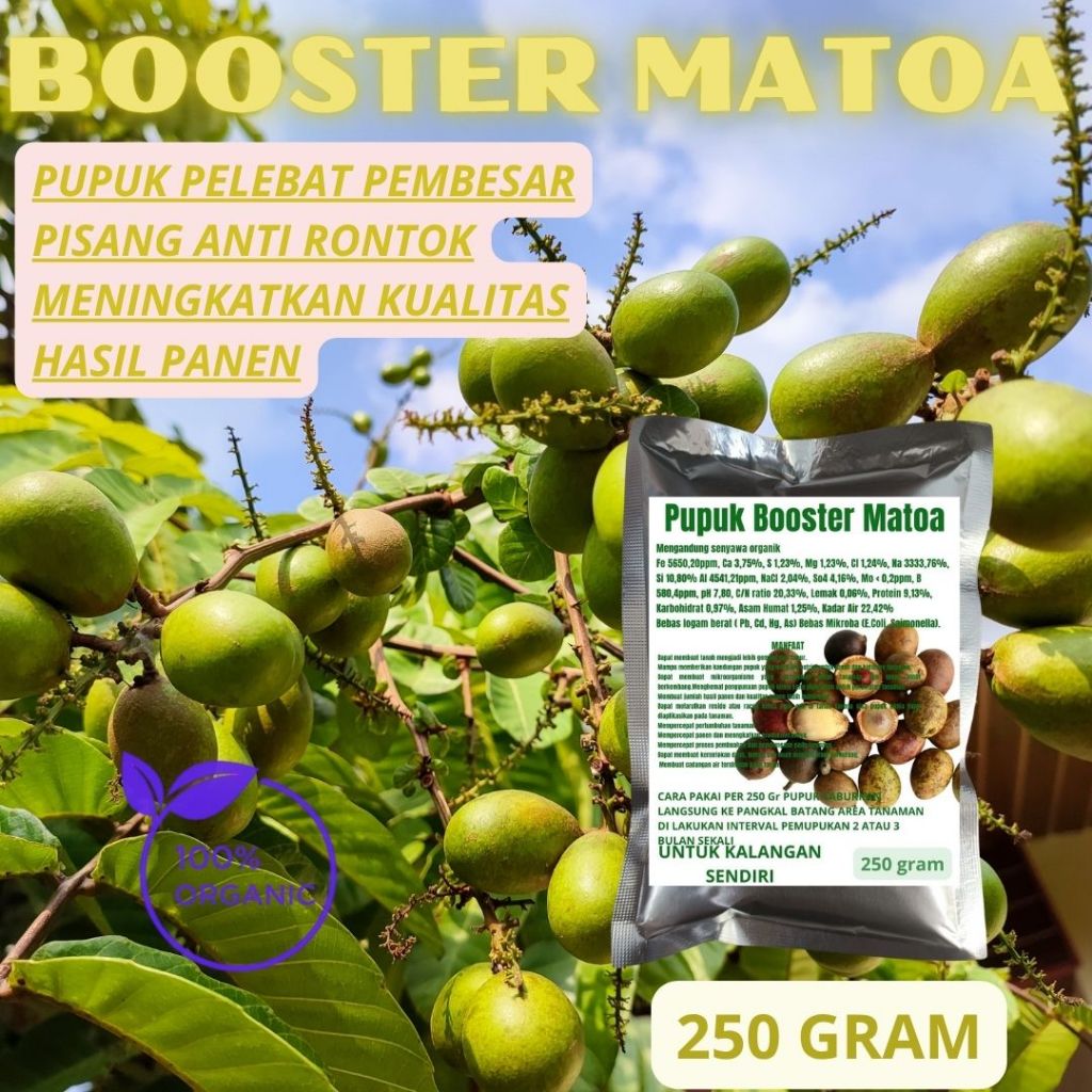 Jual MO Pupuk Booster Organik Perangsang Matoa 250 GR Anti Rontok Pelebat Matoa Cepat Berbuah ...
