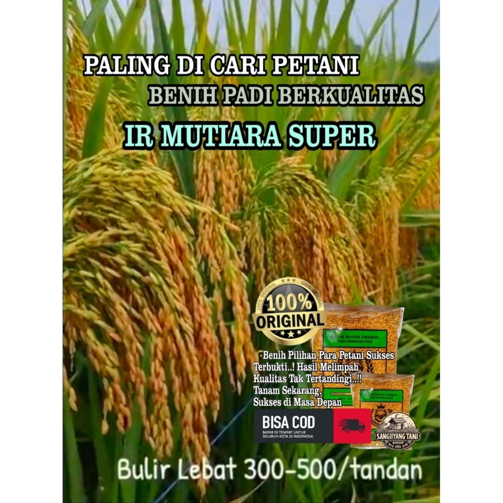 Jual IR MUTIARA SUPER BENIH BIBIT PADI BERKUALITAS | Shopee Indonesia