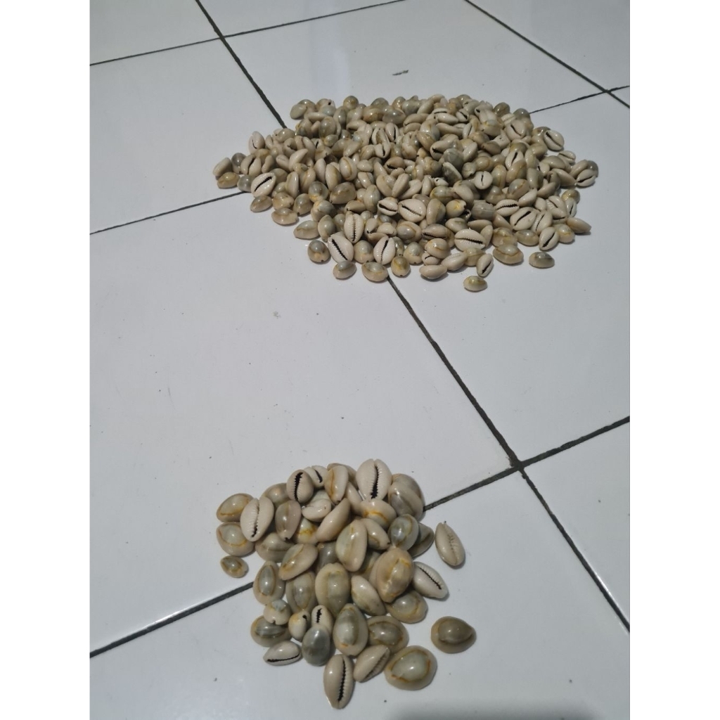 Jual (Dua Musim) Biji kerang dakon congklak 50 pcs | Shopee Indonesia