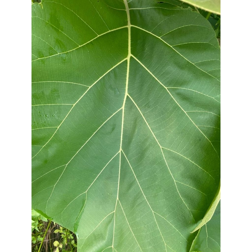 Jual daun jati segar isi 10 lembar | Shopee Indonesia