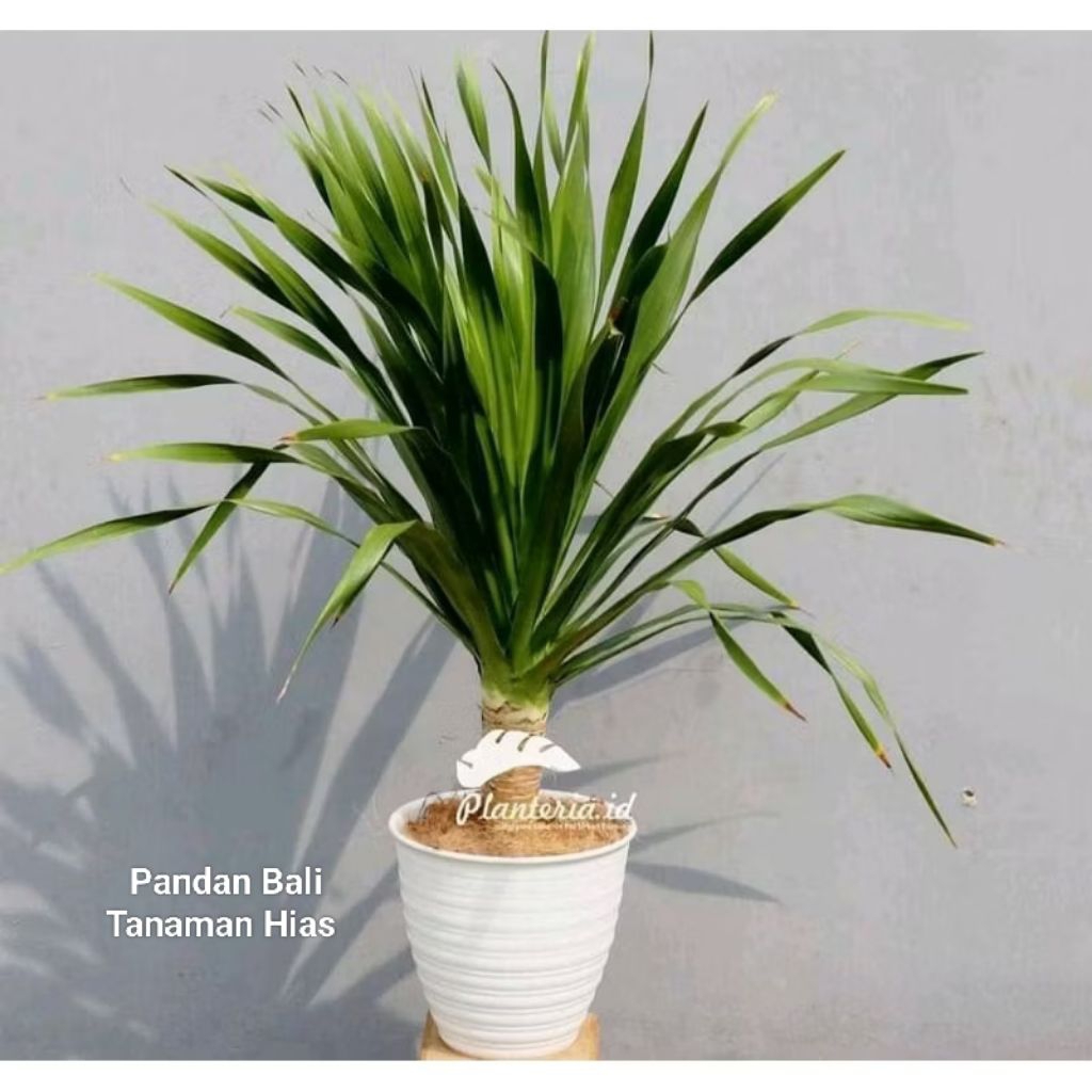 Jual Pandan Bali Tanaman Hias (BESAR-Tinggi-1meter up)-Best | Shopee ...