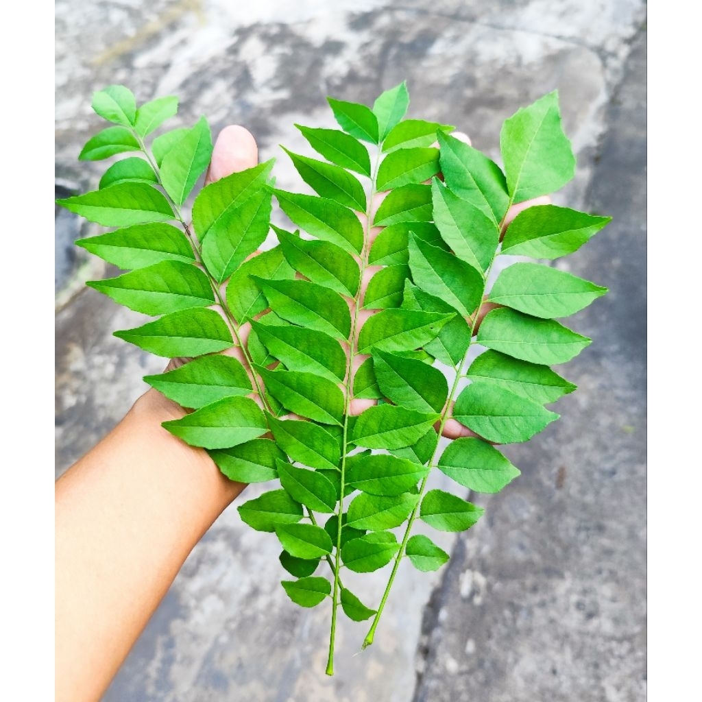 Jual Daun Kari Asli Segar - 1 Tangkai / Daun Kare / Curry Leaf / Daun ...