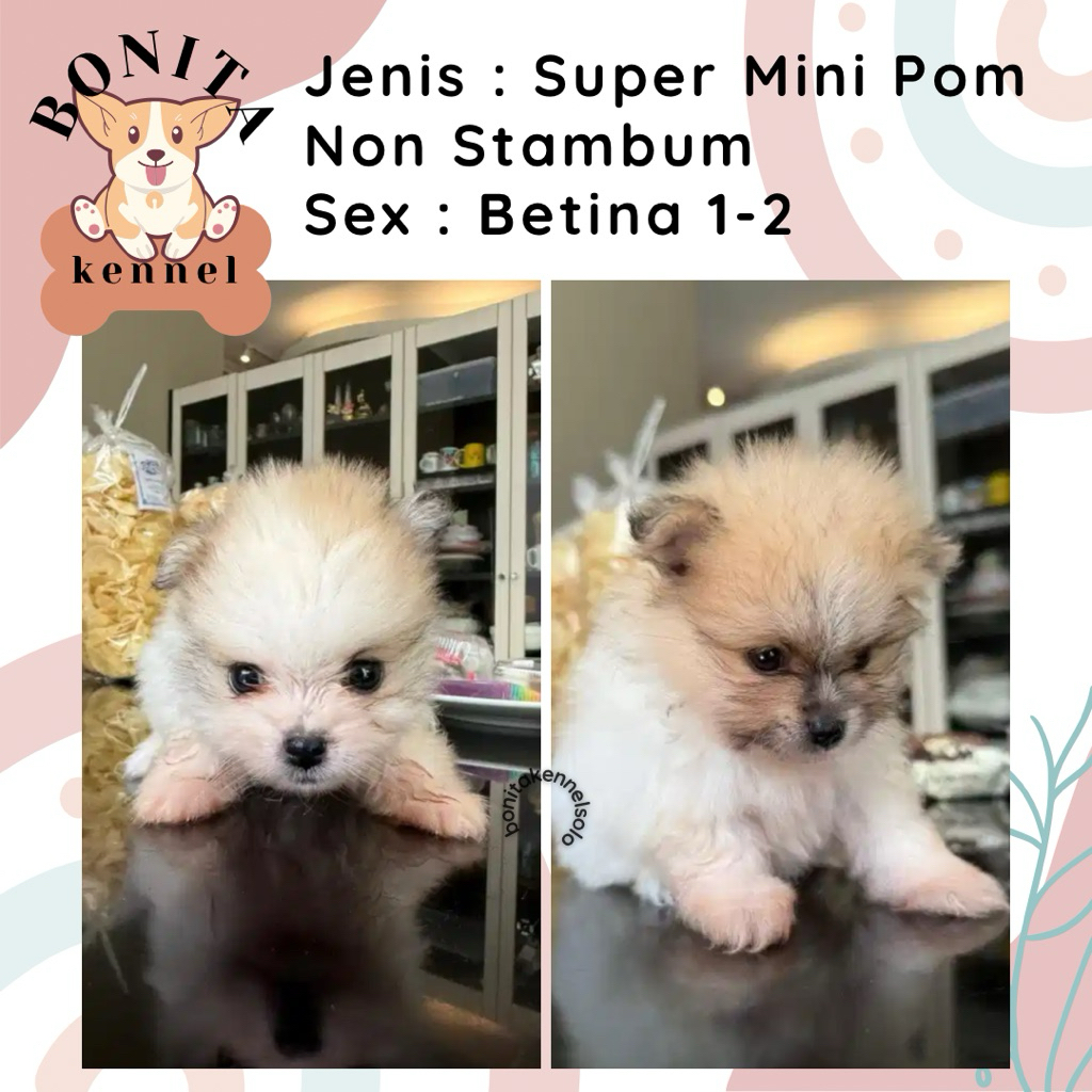 Jual Super Mini Pom Non Stambum Jantan Betina Particolor Sable Anak ...