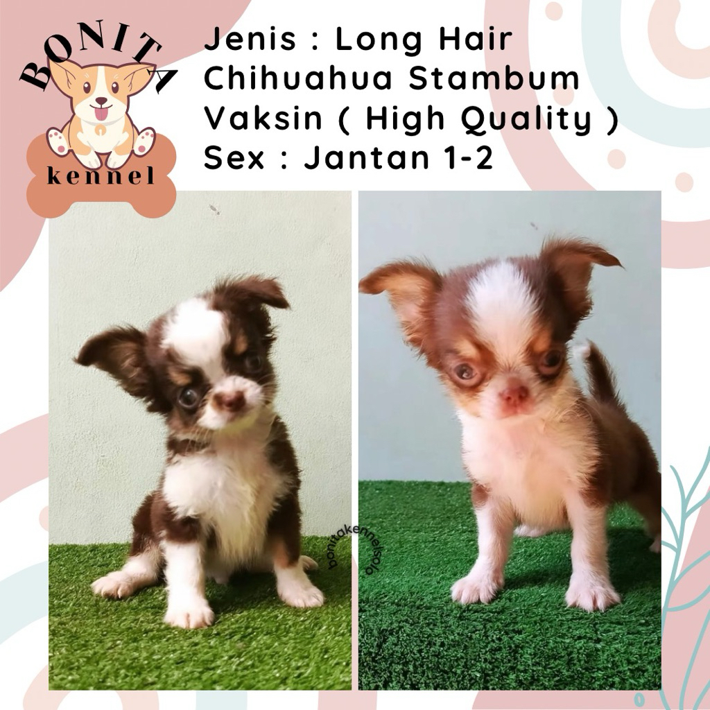 Jual Long Hair Chihuahua Stambum Anak Anjing Chihuahua Jantan Betina ...