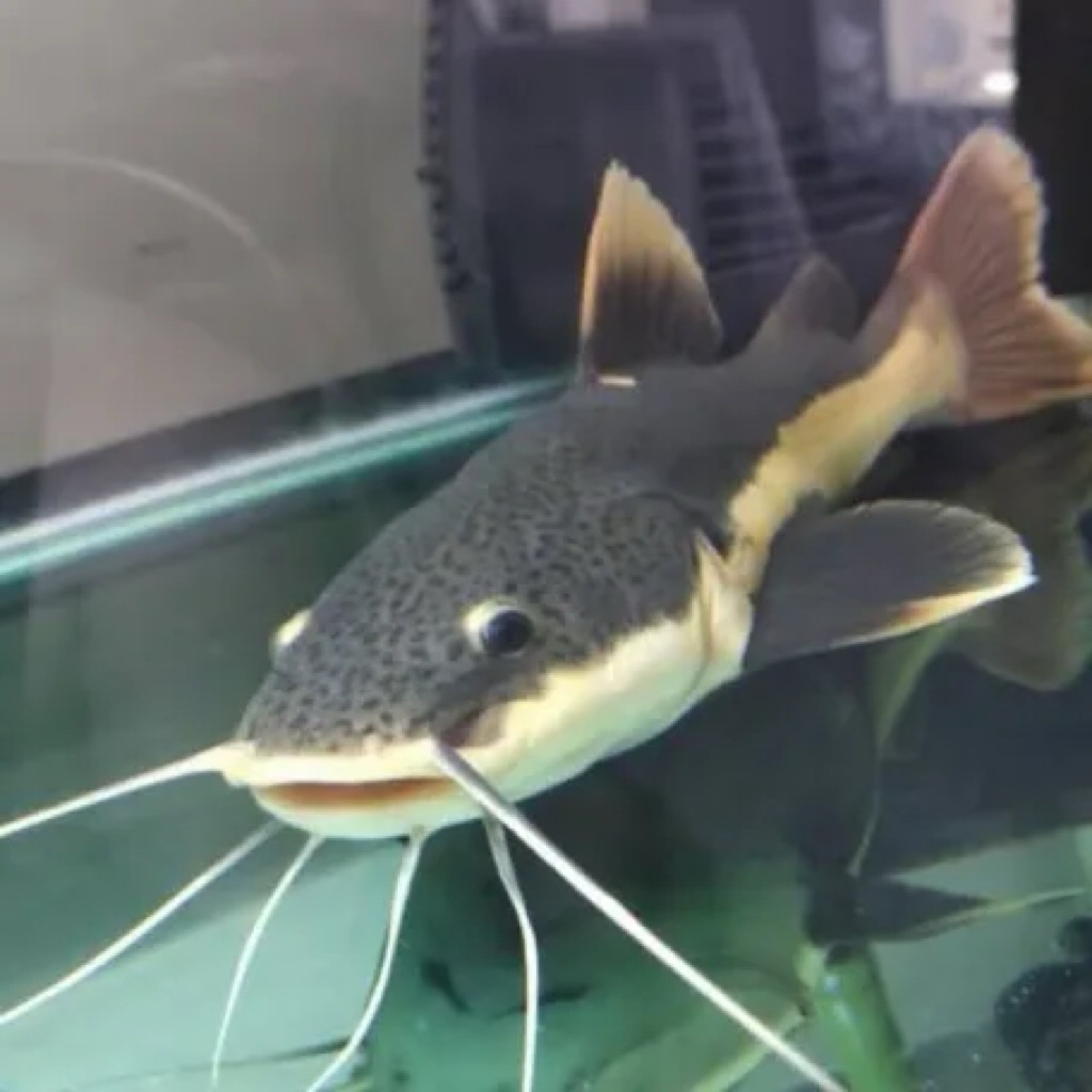 Jual ikan Rtc Uk 20-22CM | Shopee Indonesia