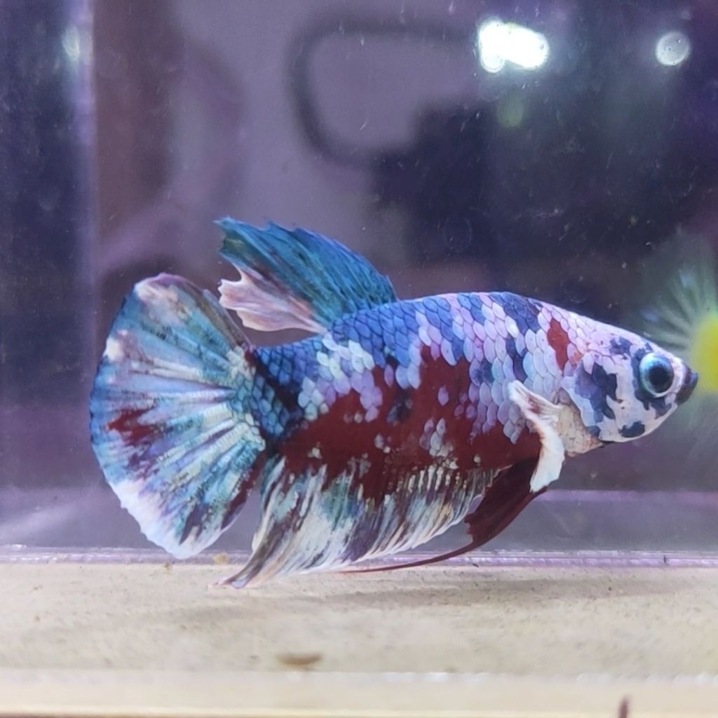 Jual IKAN CUPANG PK BARONG (REAL PIC) | Shopee Indonesia