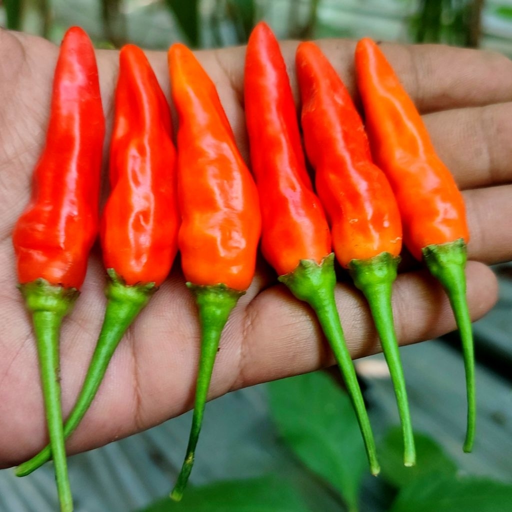 Jual CABE RAWIT MERAH 250 GRAM,SEGAR VARIAN ORI ,MATANG DI POHON HASIL ...