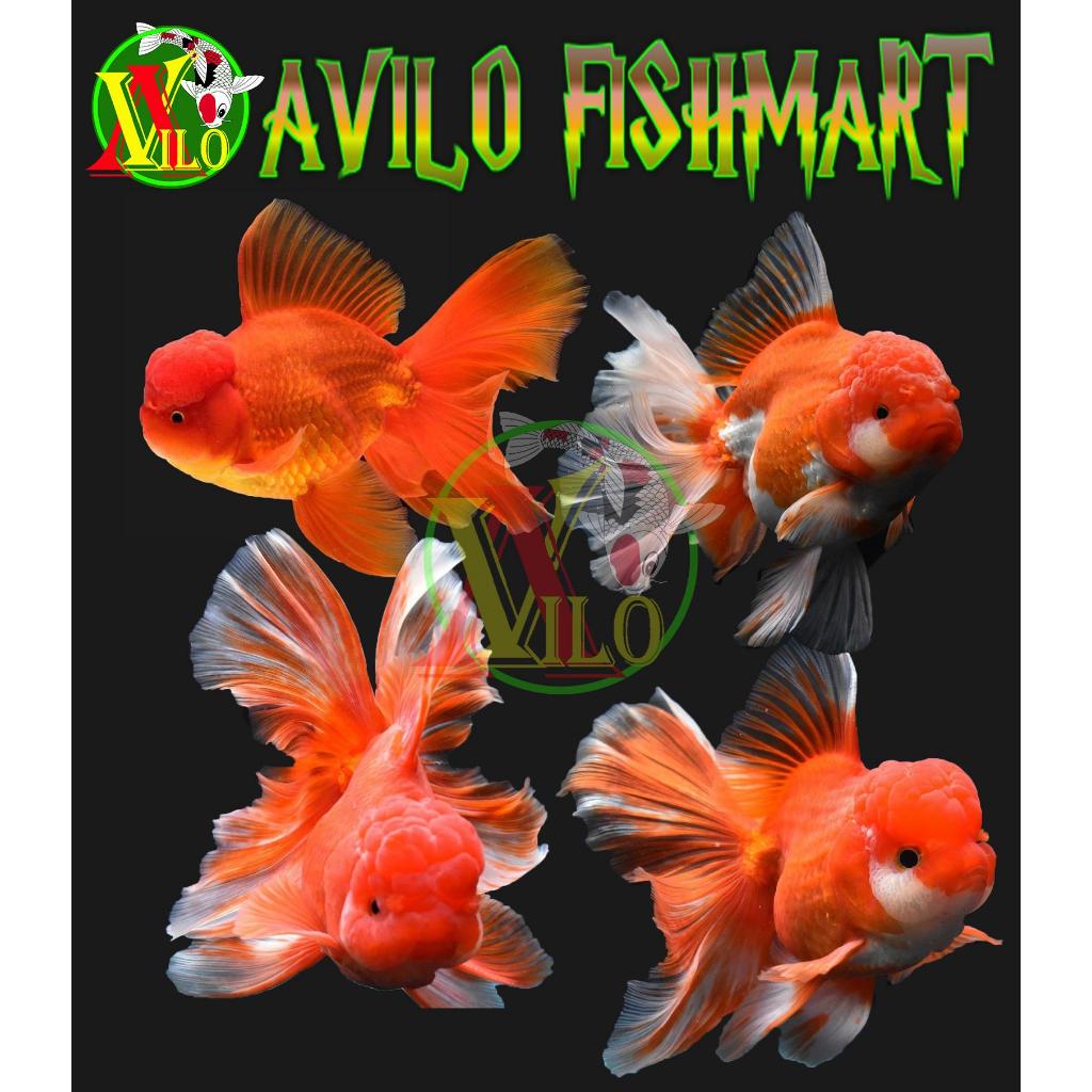 Jual ikan mas koki oranda koki jambul sedang 5 - 6 cm mix warna dan ...