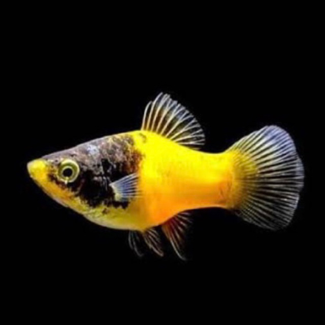 Jual BUMBLE BEE IKAN HIAS PLATY MOLLY BUMBLE BEE PLATYFISH PLATY KUNING ...