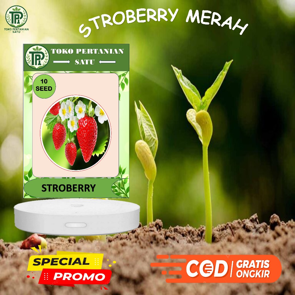 Jual 10 Benih/bibit stroberry merah manis-toko pertanian1 | Shopee ...